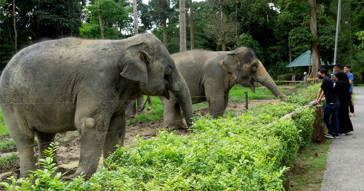 Best Kuala Gandah Elephant Sanctuary Tour with Batu Caves